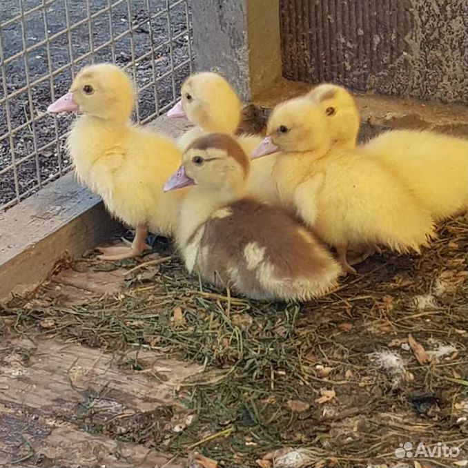 Утята с мамой