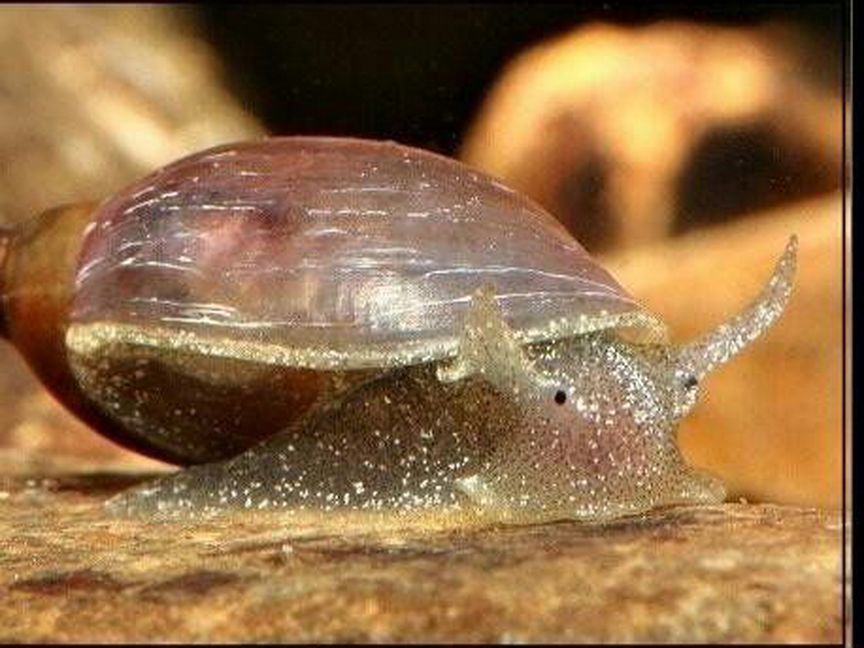 Улитка покемон