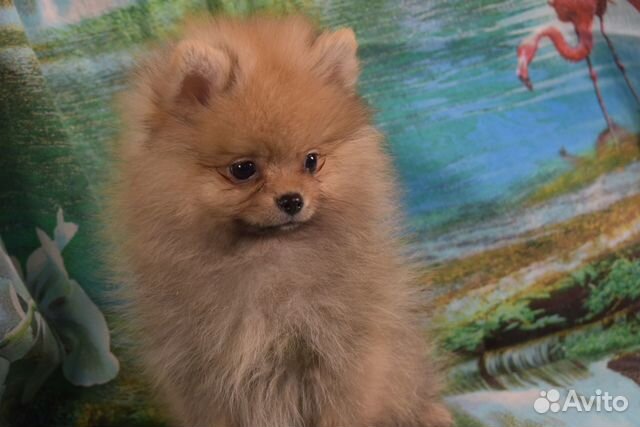 Шпиц - маленький мишутка