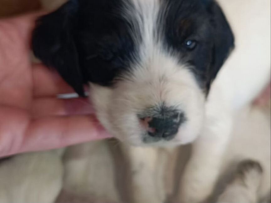 Русский охотничий спаниель