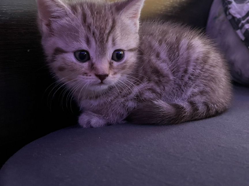 Шотландские котята
