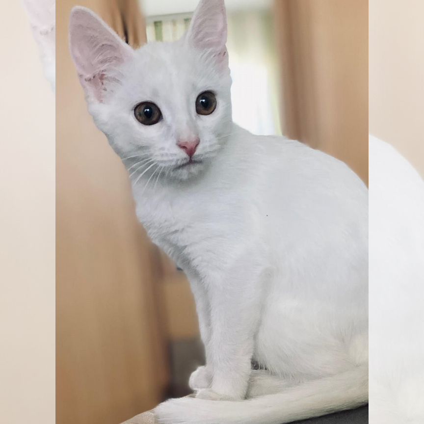 Беленький котенок