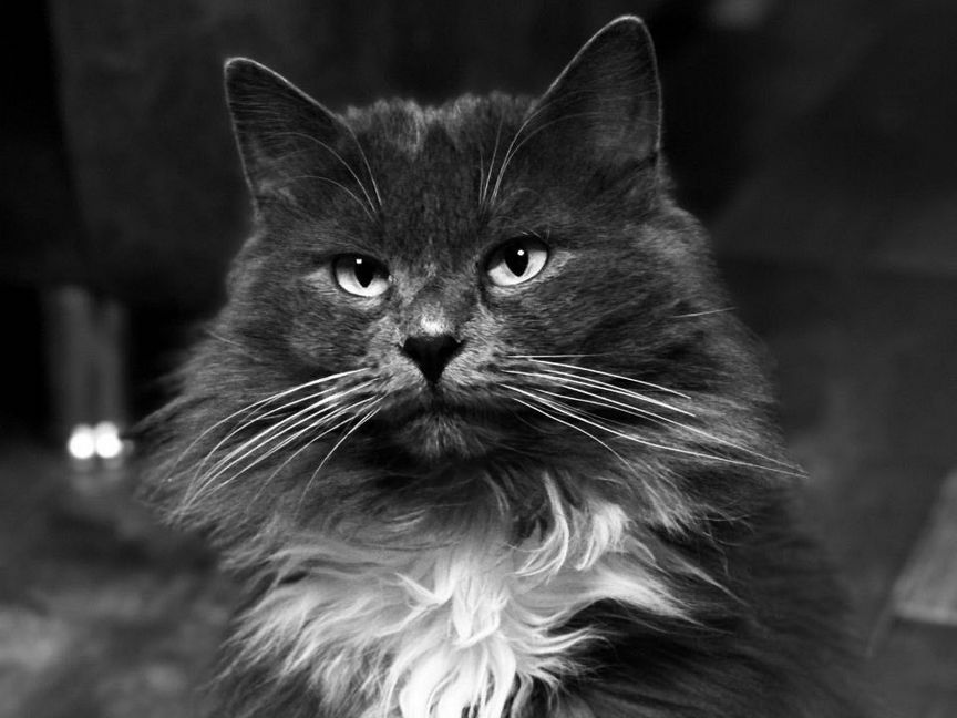 Коты дворовые