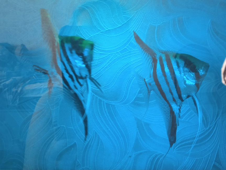 Рыбки скалярии