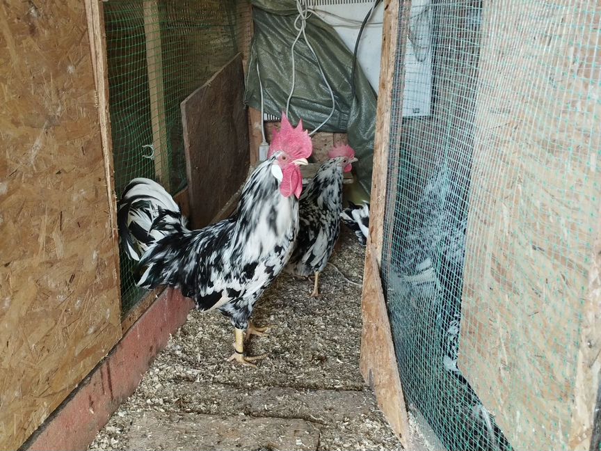 Семья Леггорн Далматинец