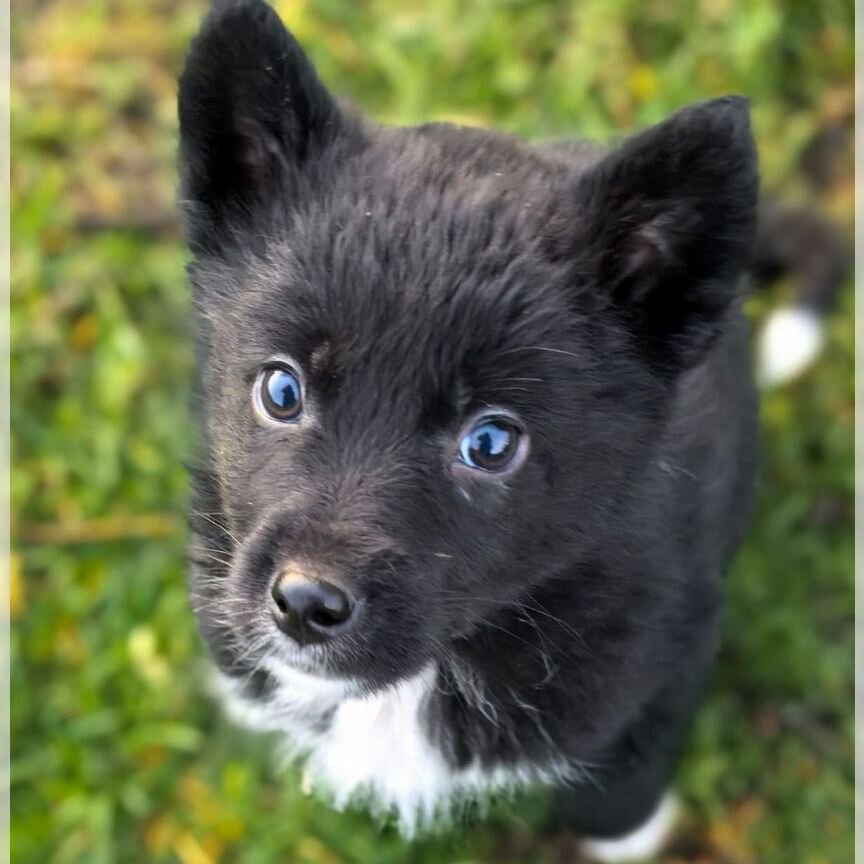 Щенок в добрые руки