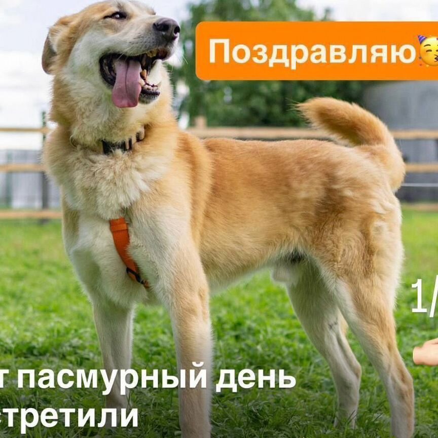 Взрослый пёс в добрые руки