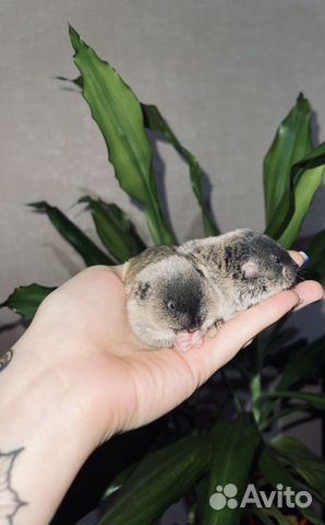 Восточная слепушонка