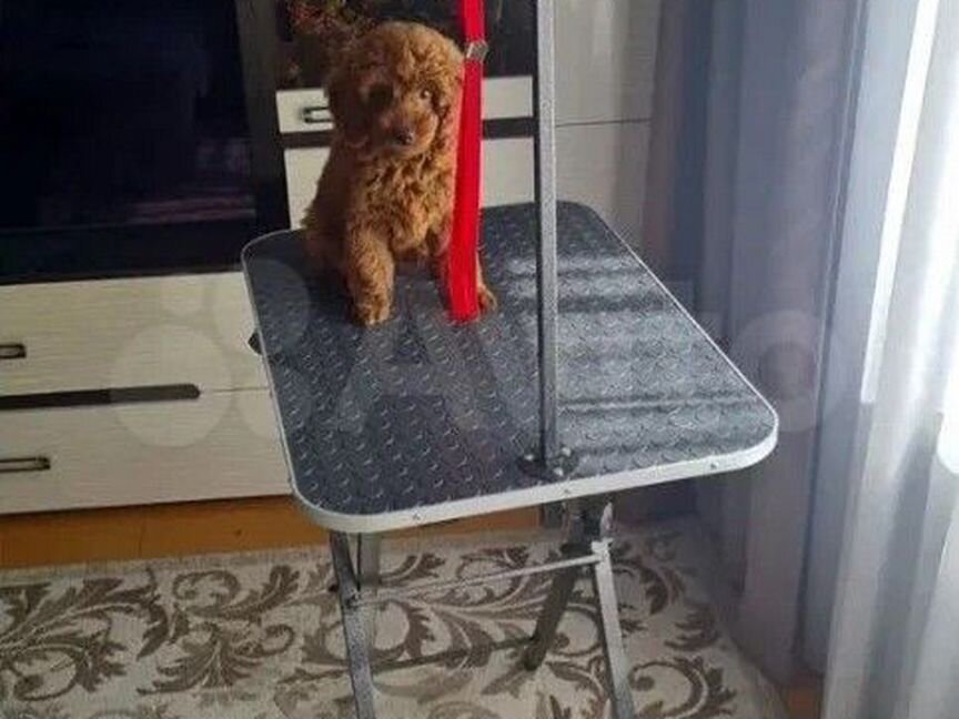 Стол для груминга (С полным комплектом, новый)