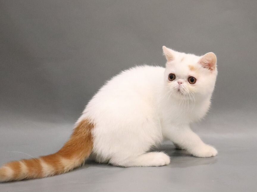 Шикарный Паскаль