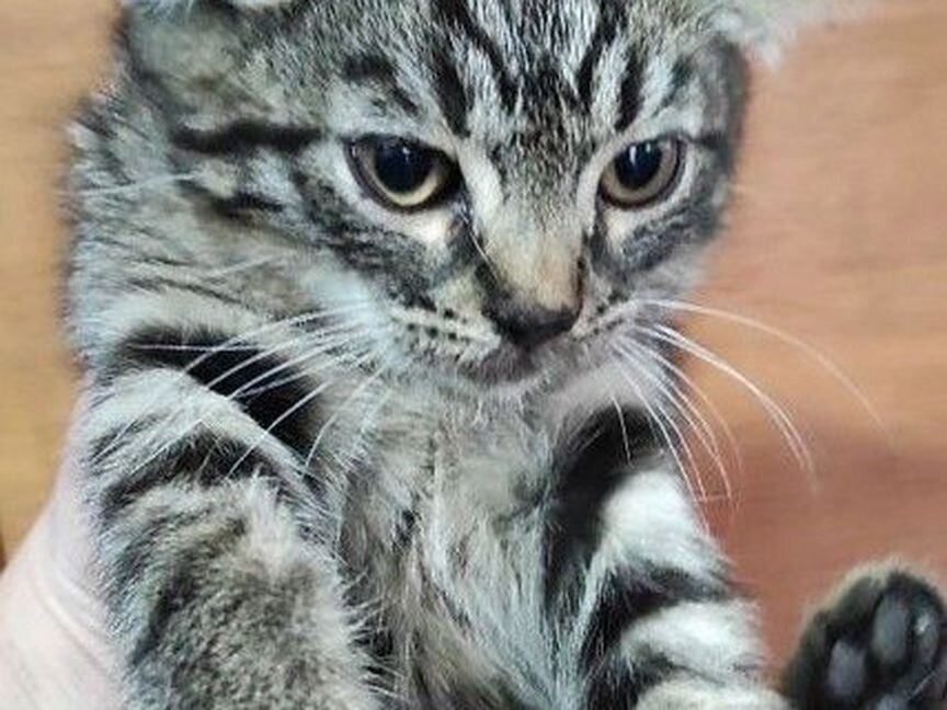 Бенгальская кошка