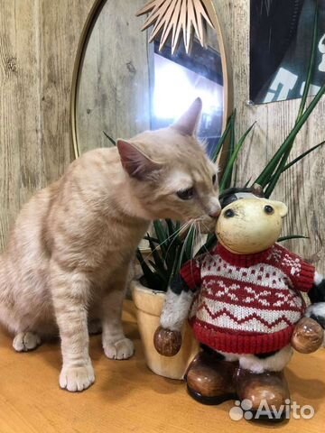 Кот ищет семью