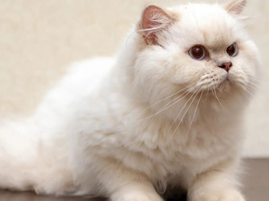 Британский лиловый кот