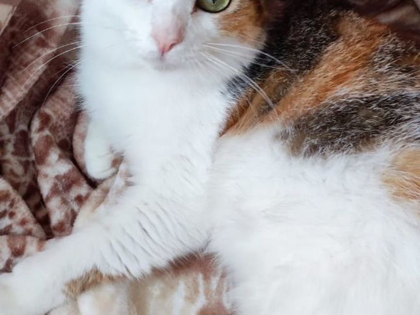 Кошечка Варя в хорошую семью бесплатно