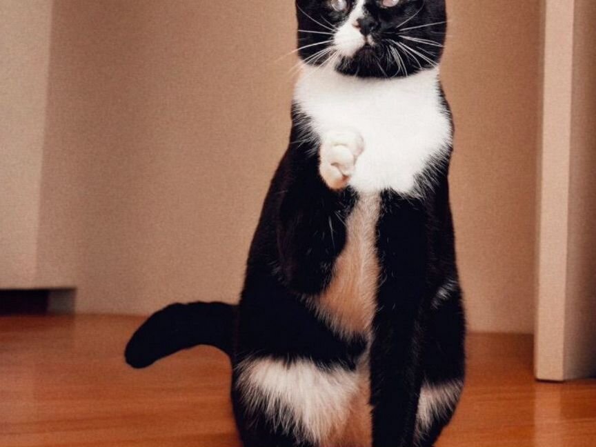 Котенок инвалид