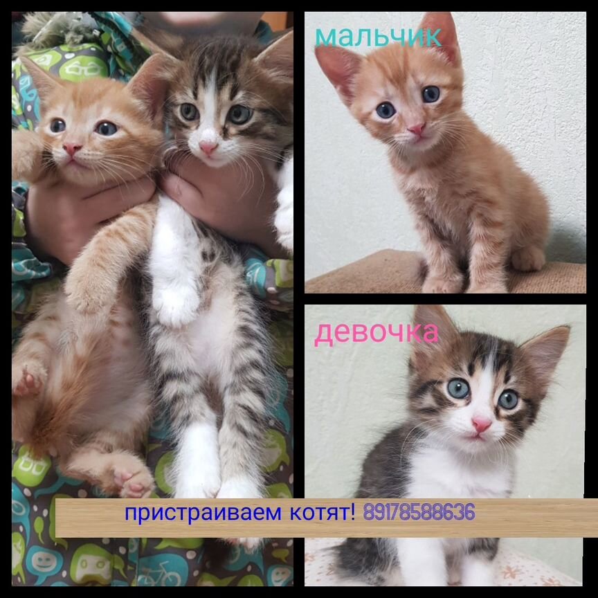 Отдам котенка в добрые руки