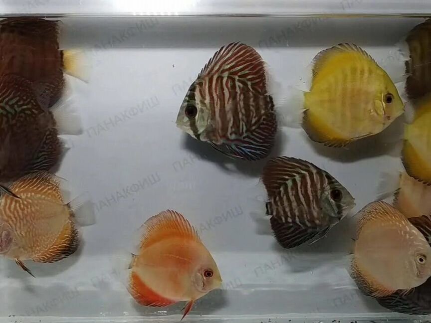 Дискус ассорти Таиланд