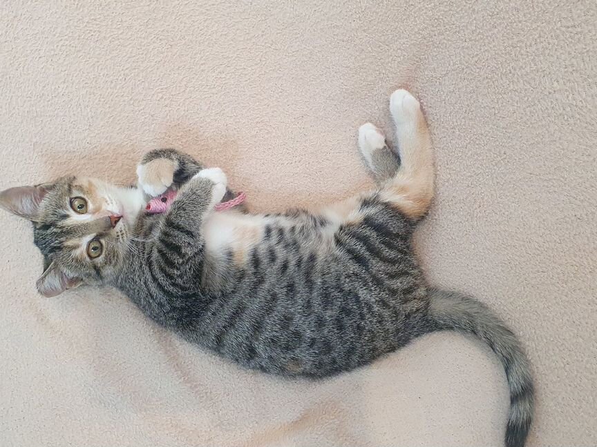 Котенок в добрые руки