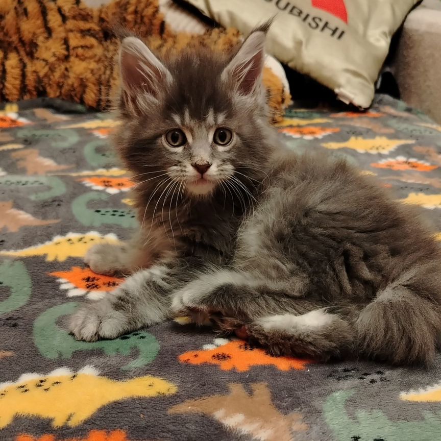 Котёнок Мейн-кун