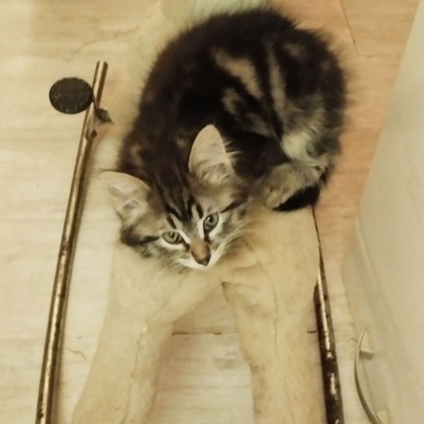 Котёнок в добрые руки