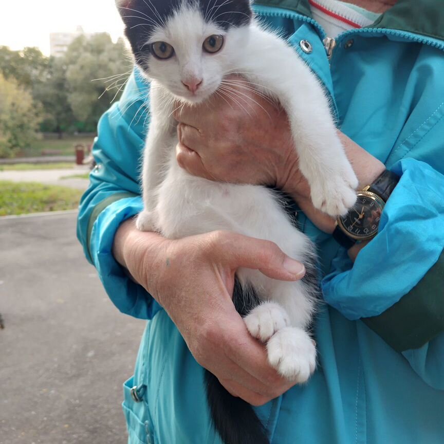 Котята в добрые руки бесплатно