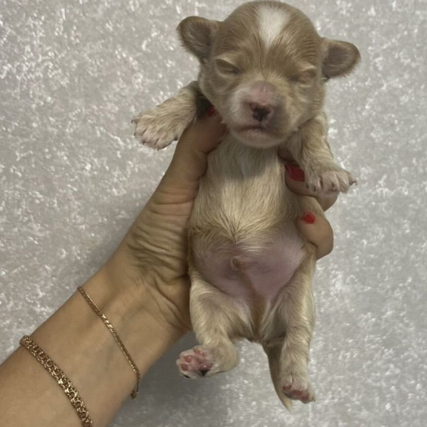 Мальтипу мальчик биколор карамель