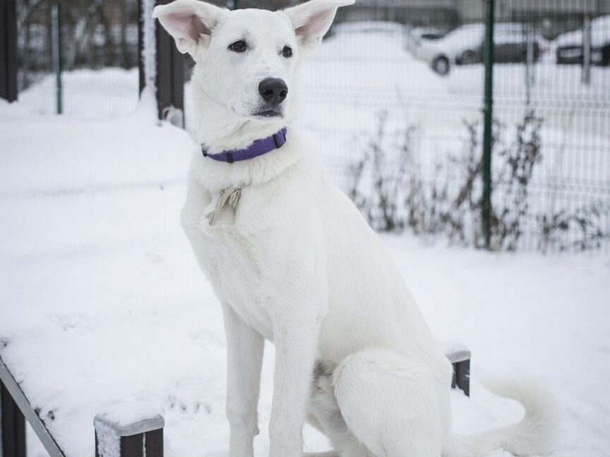 Собака в добрые руки