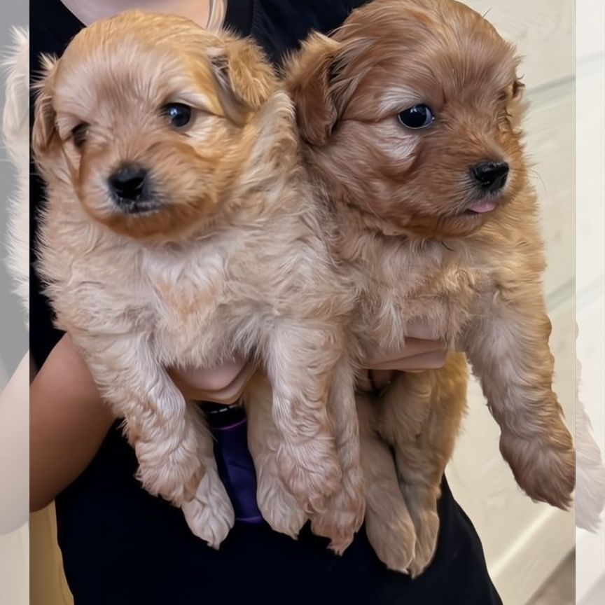 Той-пудель, щенок