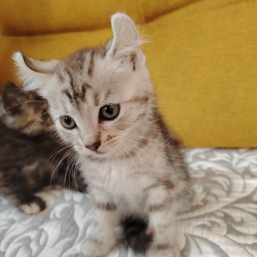 Котятки в добрые руки