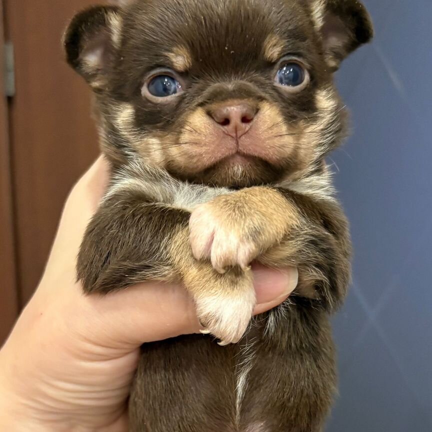 Чихуахуа, щенок