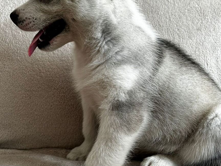 Щенки хаски