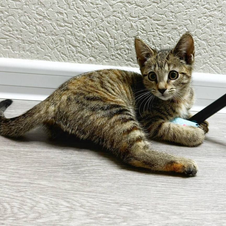 Котенок ищет дом