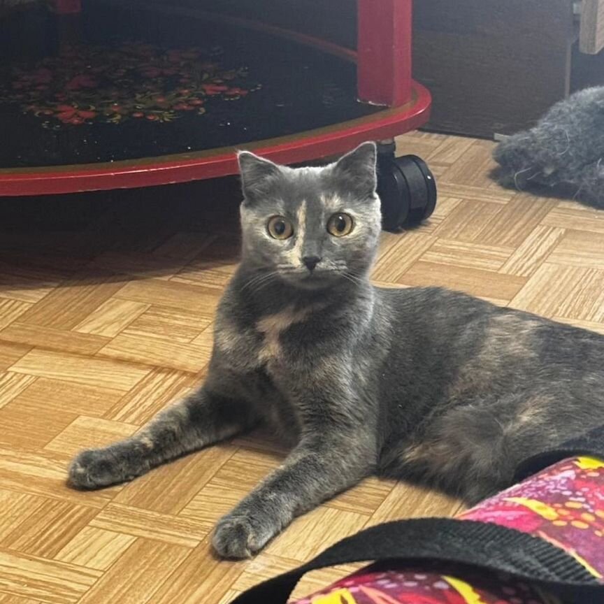 Кошечка Бася