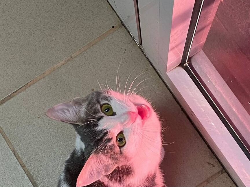 Кошка