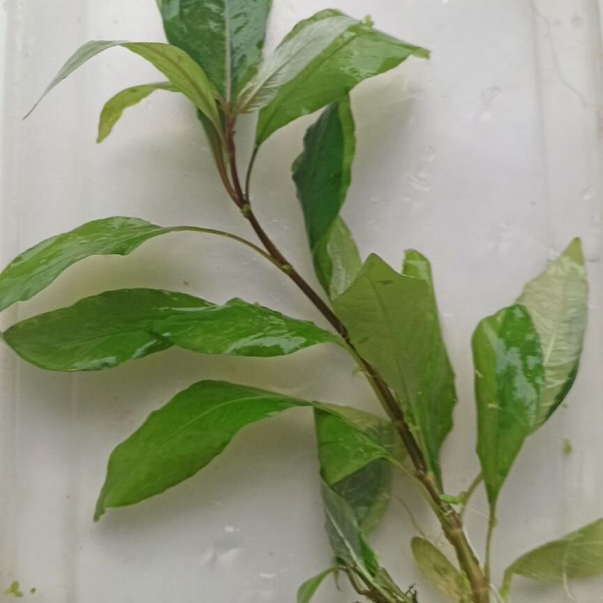 Продам аквариумные растения