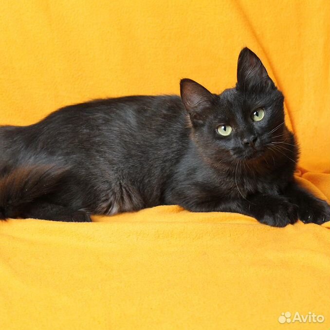 Котенок Черныш