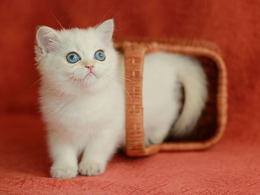 Шотландская кошка