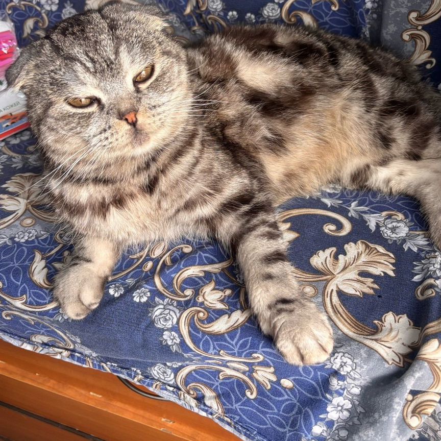 Шотландский вислоухий короткошёрстный, взрослый кот