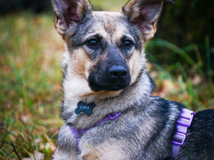 Щенок в добрые руки / бесплатно