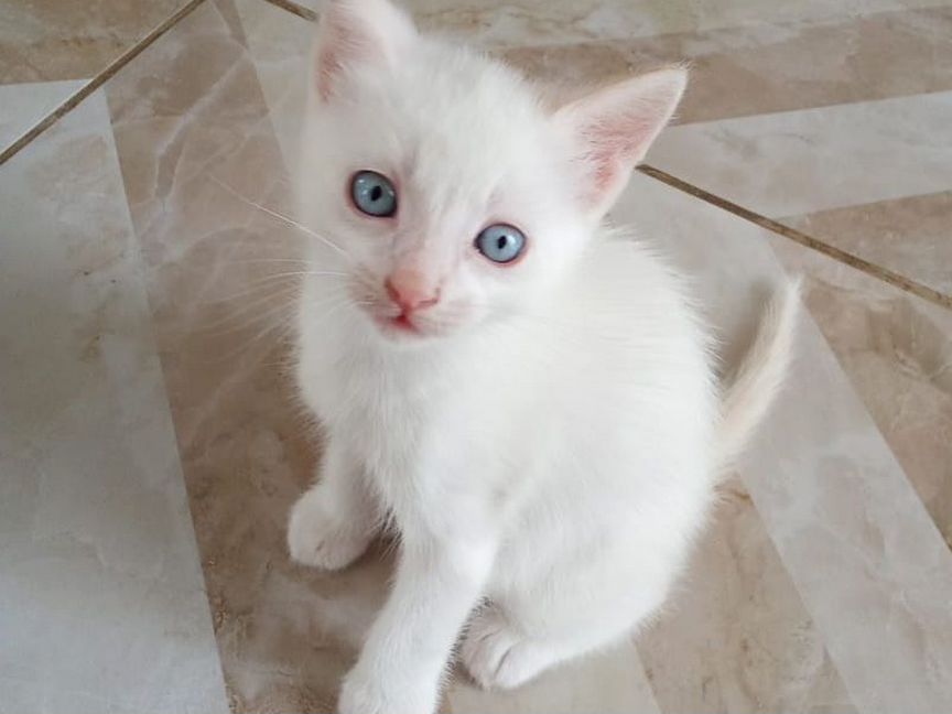 Голубоглазый котик