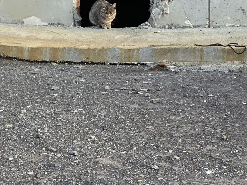 Котик багдана 10