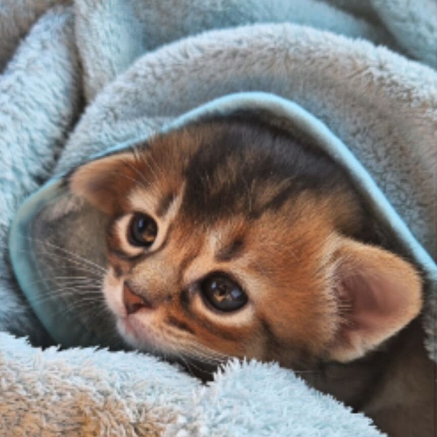 Сомалийские котята