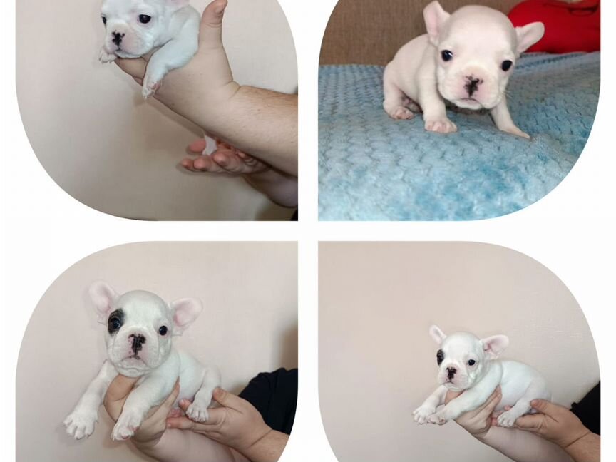 Продажа французских щенят