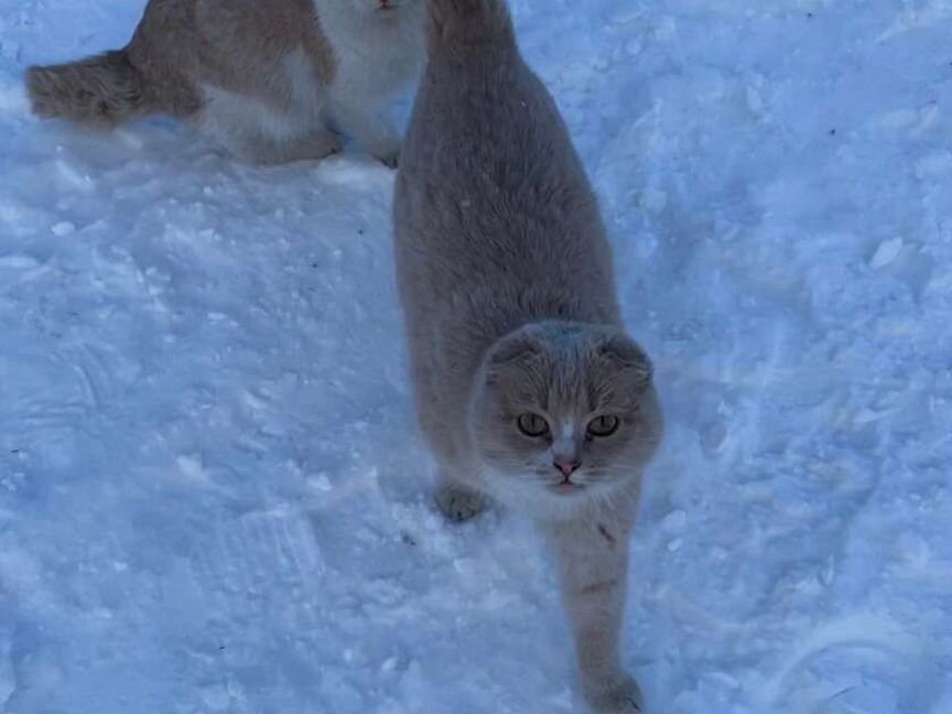 Шикарные вислоушки