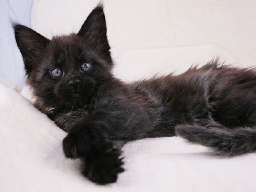 Мейн-кунята котята