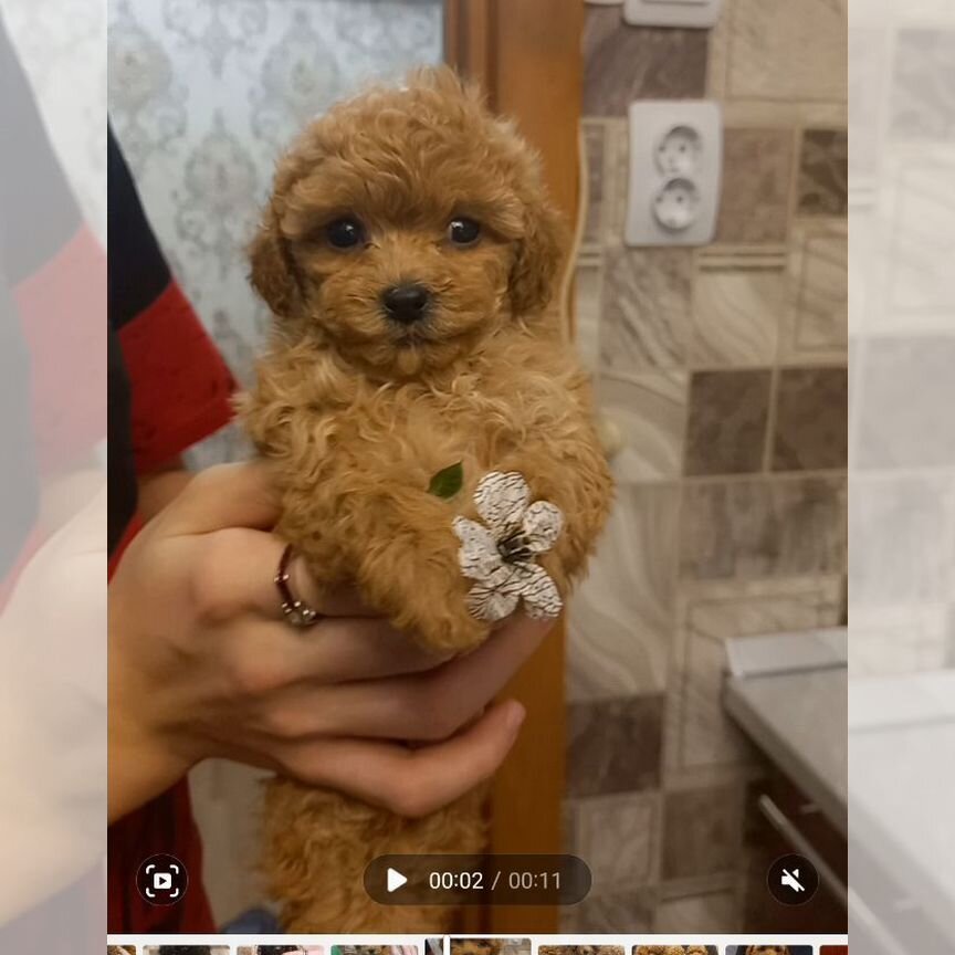 Той-пудель, щенок