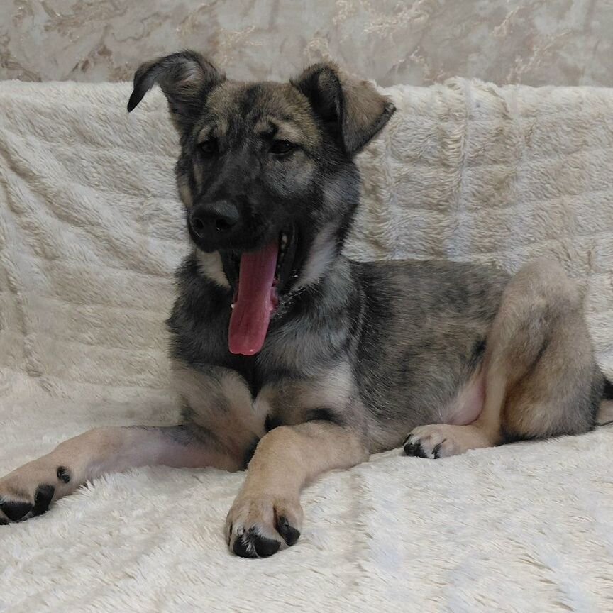 Щенок в добрые руки