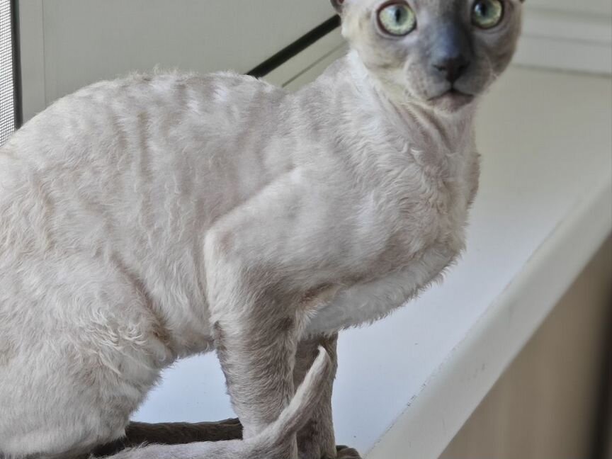 Котенок корниш-рекс
