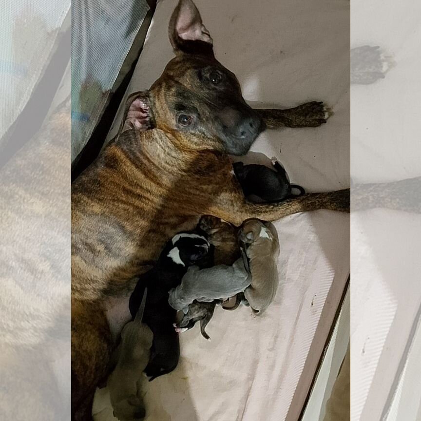 Американский стаффордширский терьер, щенок