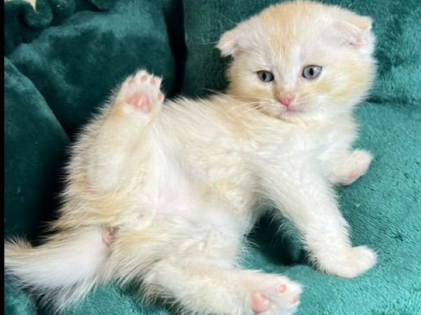 Шотландские шиншилловые котята